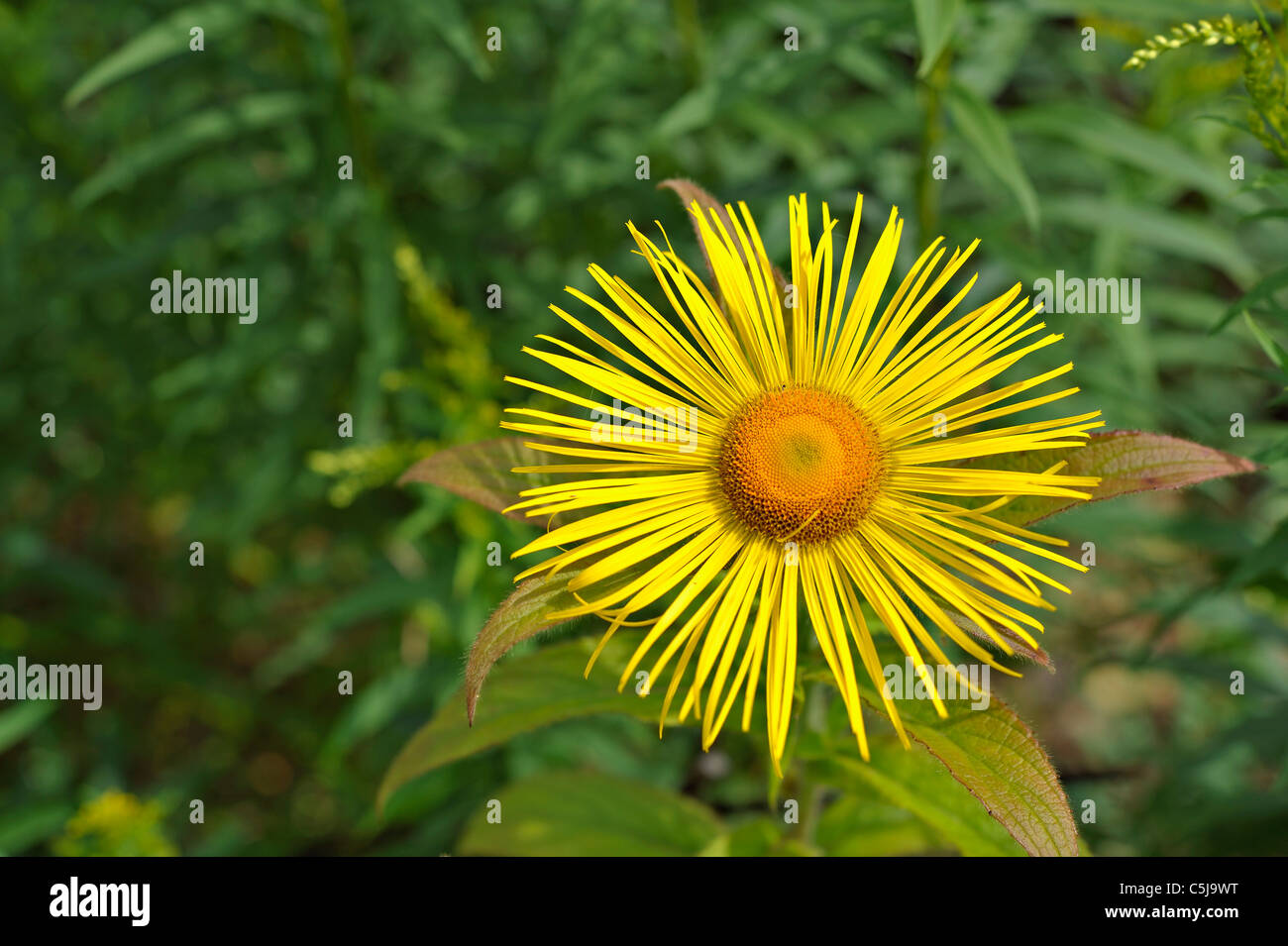 Close-up of bright yellow inula flower Inula Helenium with shallow ...