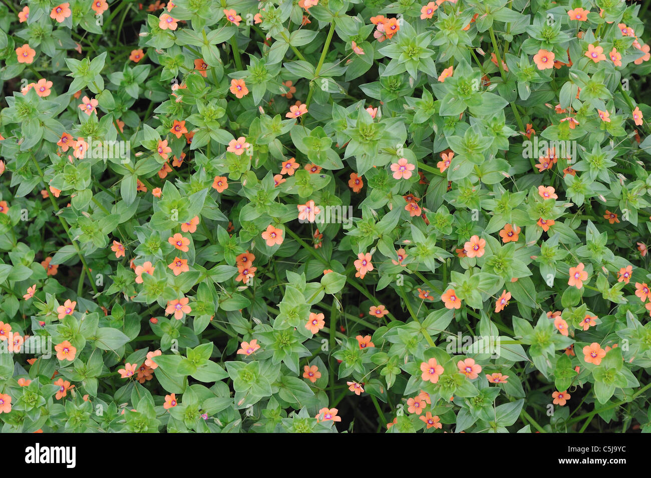 Scarlet pimpernel - Red pimpernel - Red chickweed (Anagallis arvensis ...