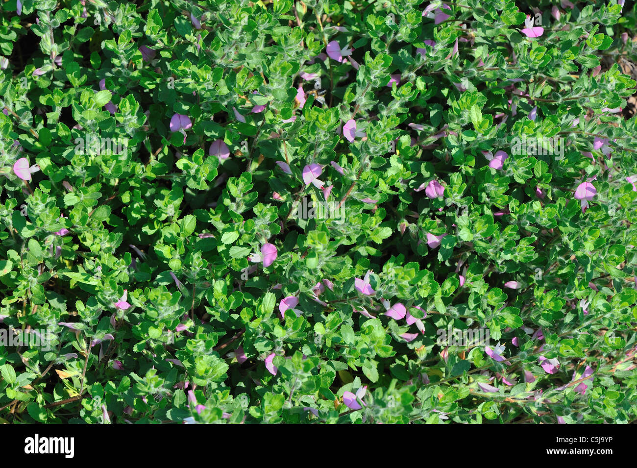 Common rest harrow hi-res stock photography and images - Alamy