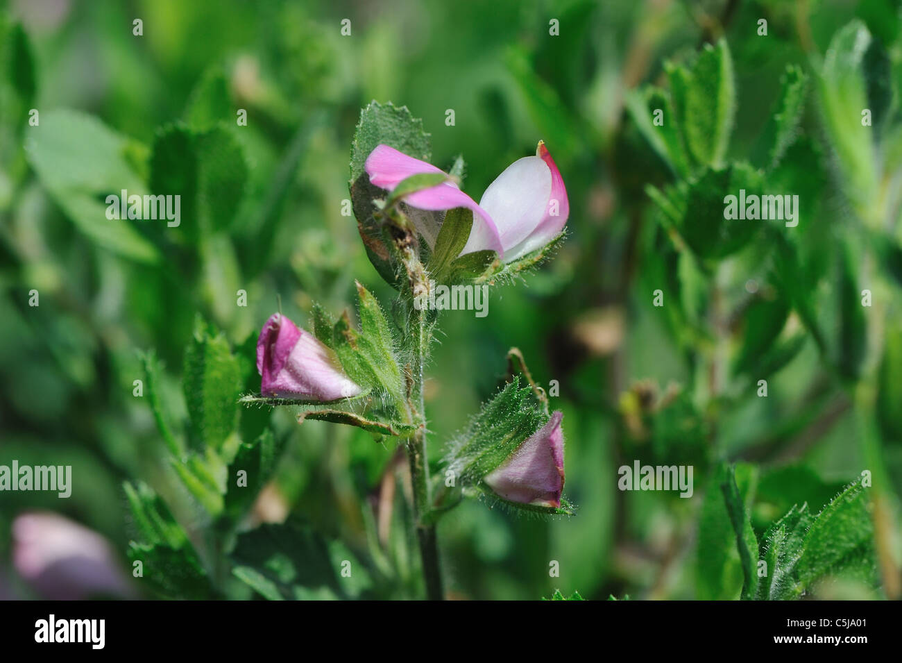 Common restharrow - Rest-harrow (Ononis repens) flowering in summer ...