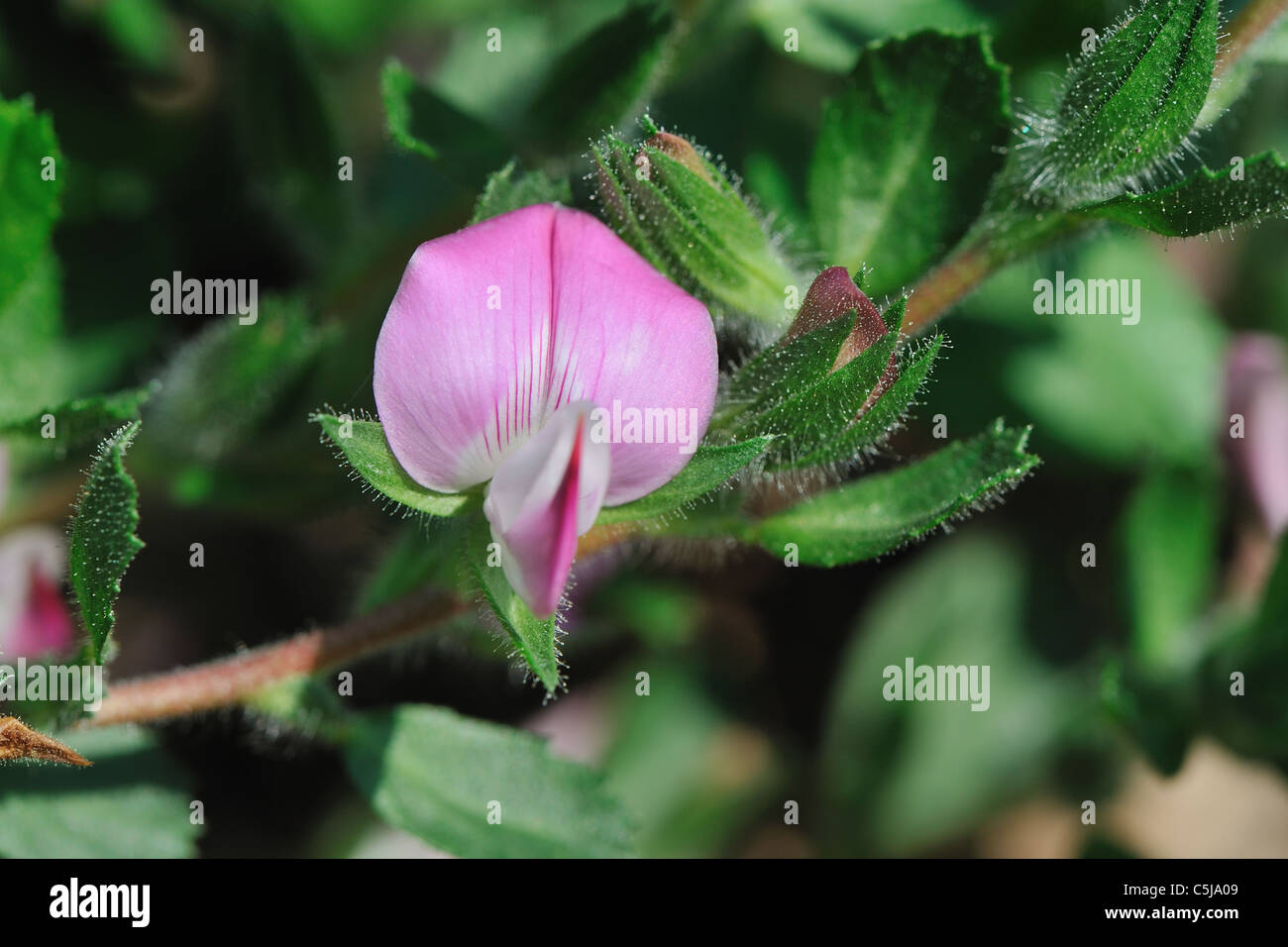Common restharrow - Rest-harrow (Ononis repens) flowering in summer ...