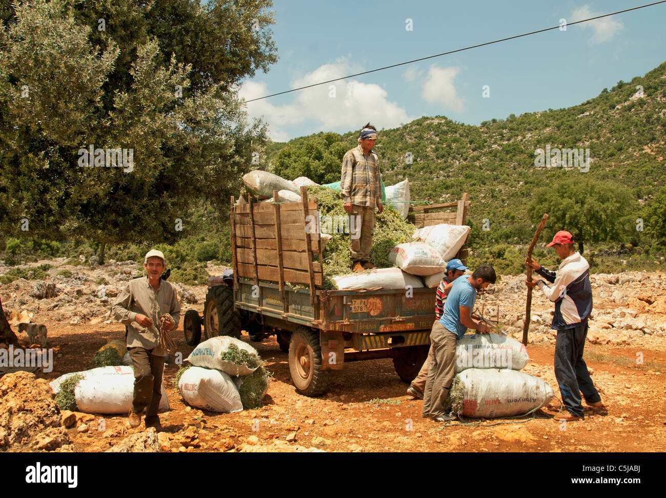 South Turkey Farm Farmer Turkish Harvest Mint between Kas and Antalya ...