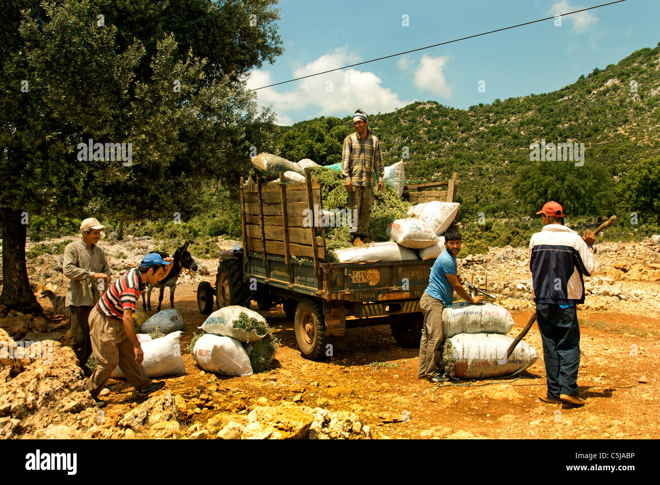 South Turkey Farm Farmer Turkish Harvest Mint between Kas and Antalya ...