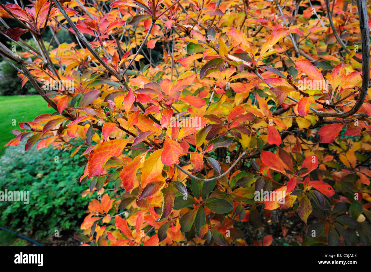 Enkianthus leaves in brilliant fall colors Stock Photo - Alamy