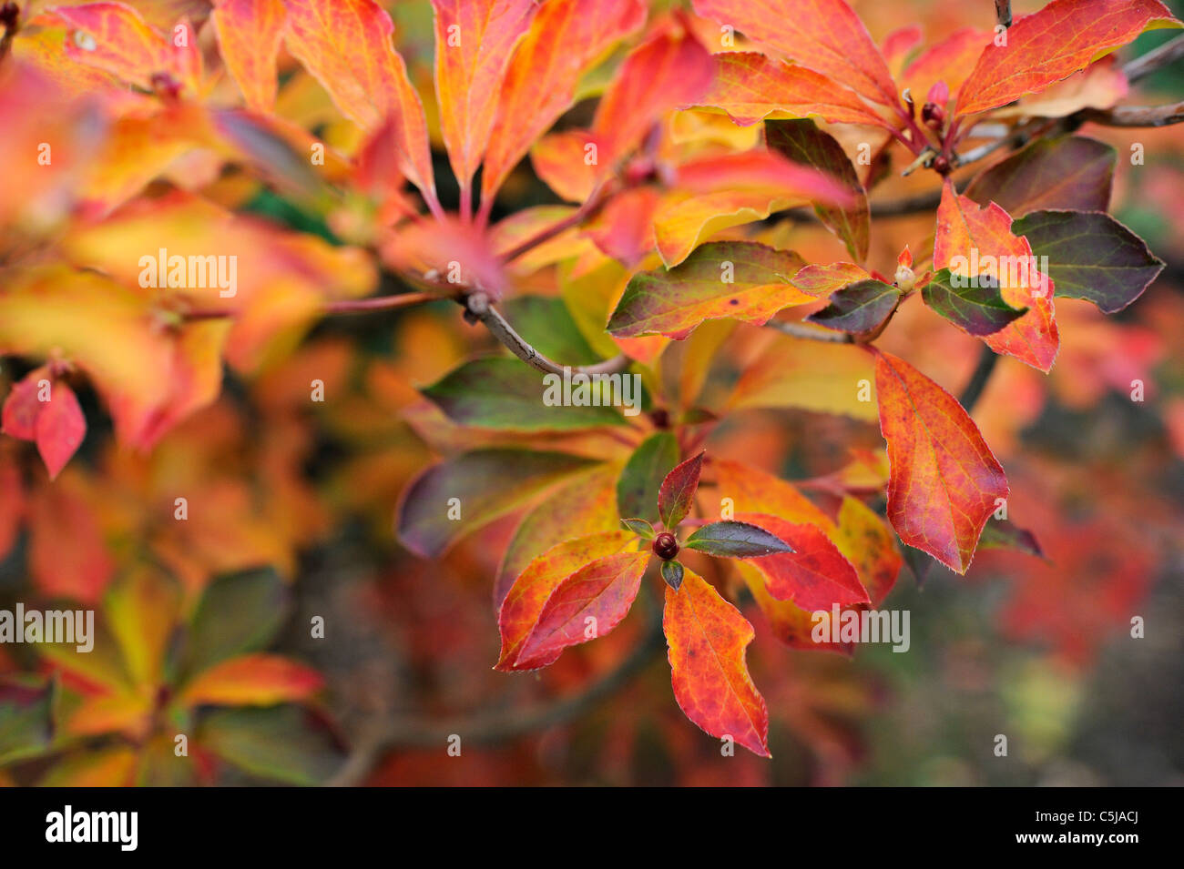 Enkianthus leaves in brilliant fall colors Stock Photo - Alamy