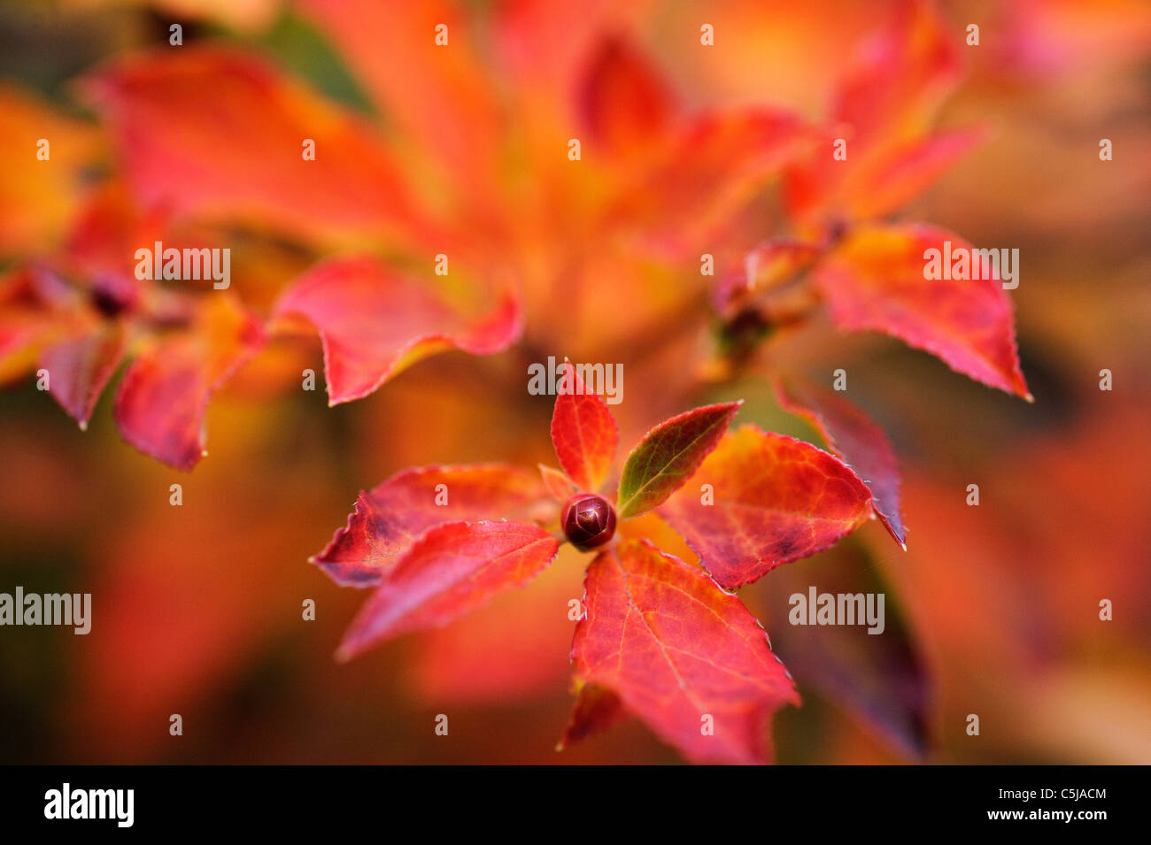 Enkianthus leaves in brilliant fall colors Stock Photo - Alamy
