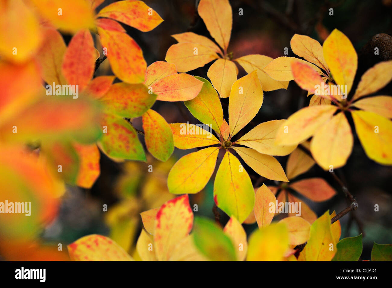 Enkianthus leaves in brilliant fall colors Stock Photo - Alamy