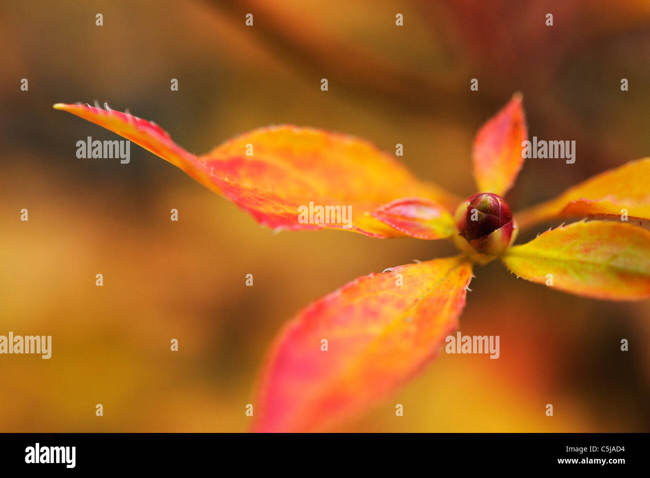 Enkianthus leaves in brilliant fall colors Stock Photo - Alamy