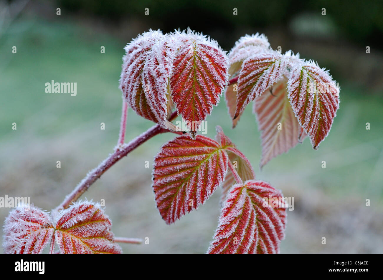 Raspberry leaves rimmed with frost in early winter Stock Photo - Alamy
