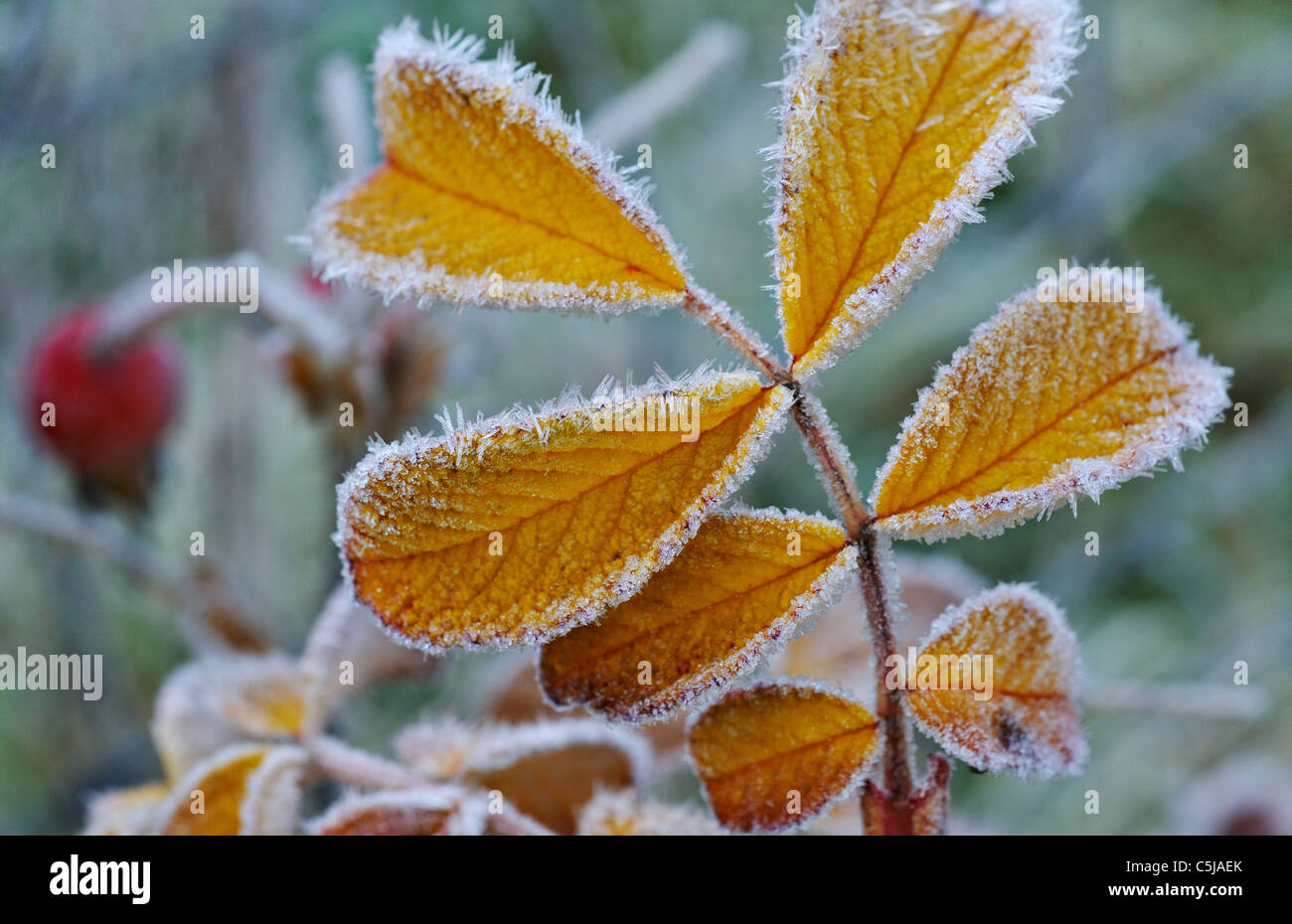 Leaves of rosa rugosa lined with frost crustals in early winter Stock ...