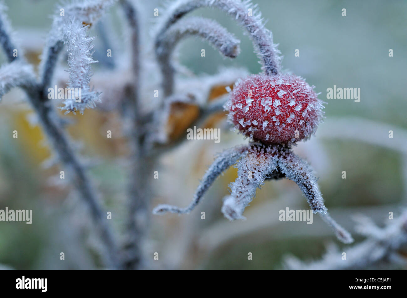 Rosehips of rosa rugosa covered with ice crystals in early winter Stock ...