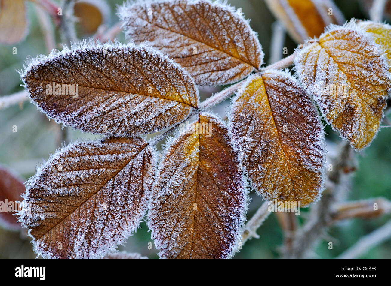 Leaves of rosa rugosa lined with frost crustals in early winter Stock ...