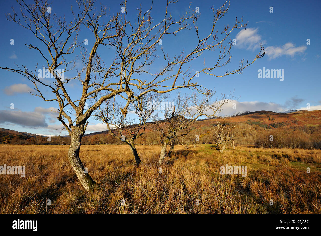 Bare winter trees and distant hills below an azure winter sky near ...
