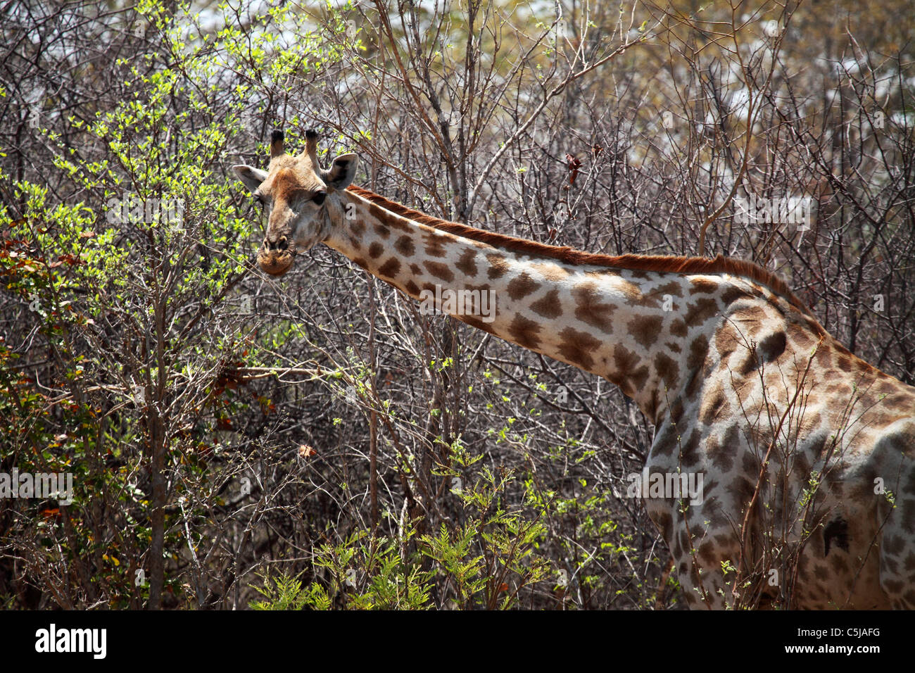 A giraffe (Giraffa camelopardalis) feeding in Hwange National Park ...
