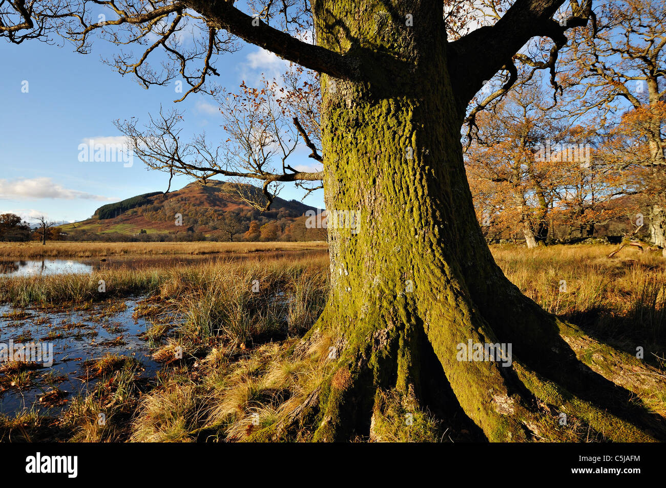 Large oak-tree almost bare of leaves with a background of water and ...