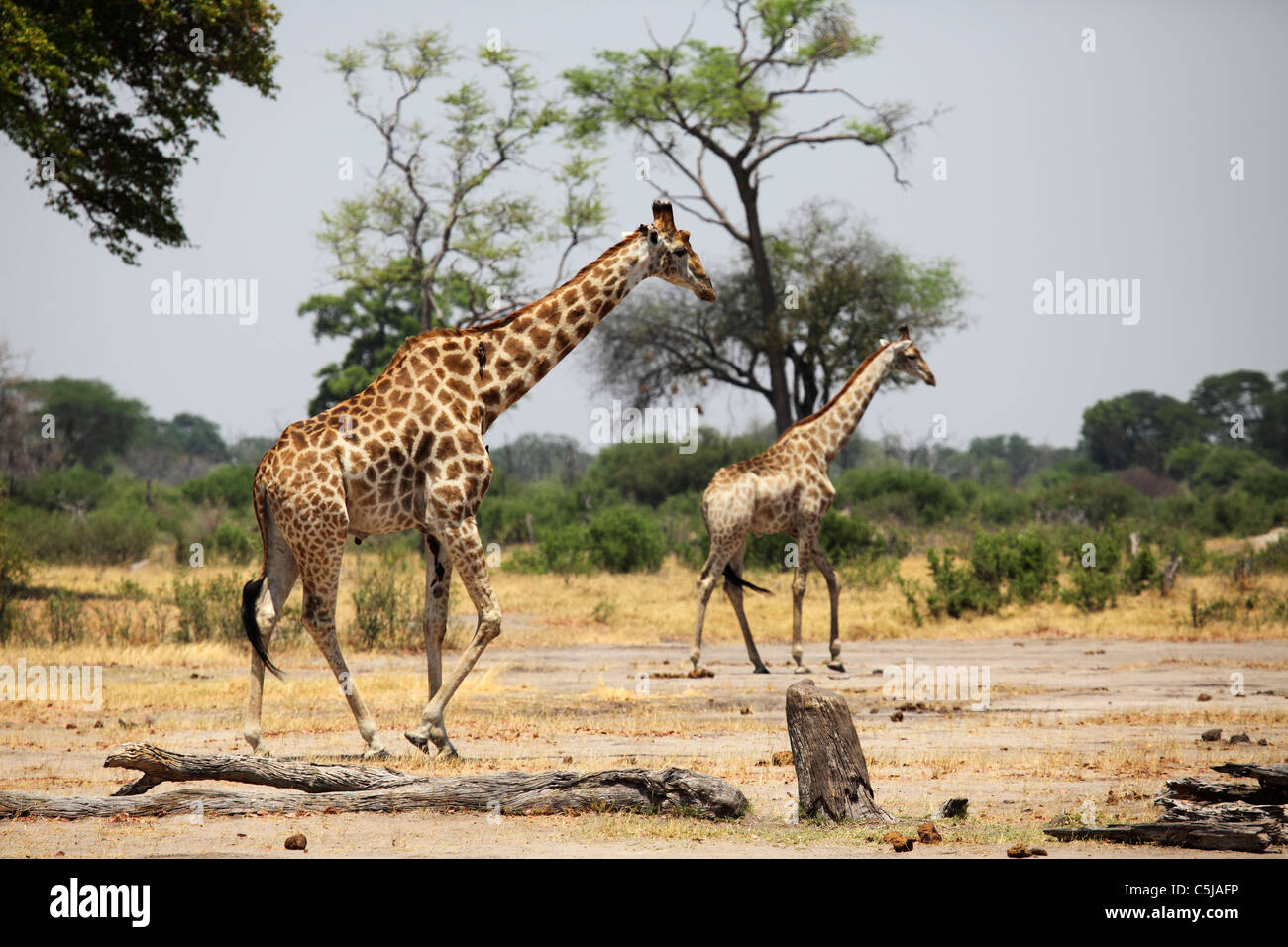 Giraffes (Giraffa camelopardalis) walk through a clearing in Hwange ...