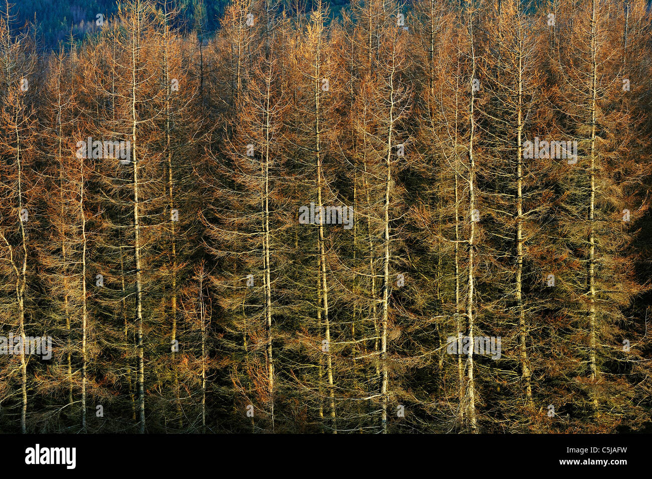 Conifer forest near Crianlarich, Scottish Highlands Stock Photo - Alamy