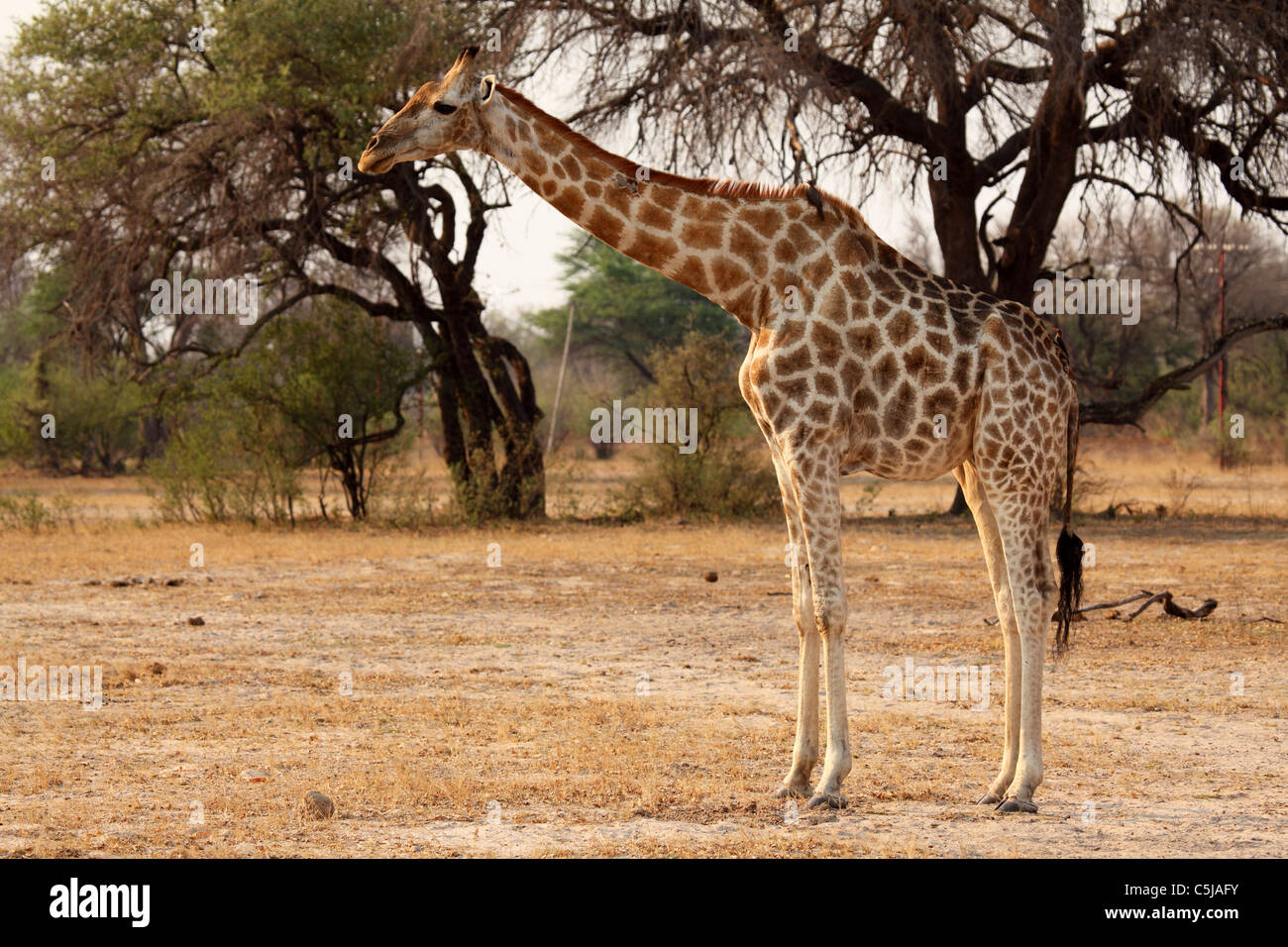 A giraffe (Giraffa camelopardalis) in Hwange National Park, Zimbabwe ...