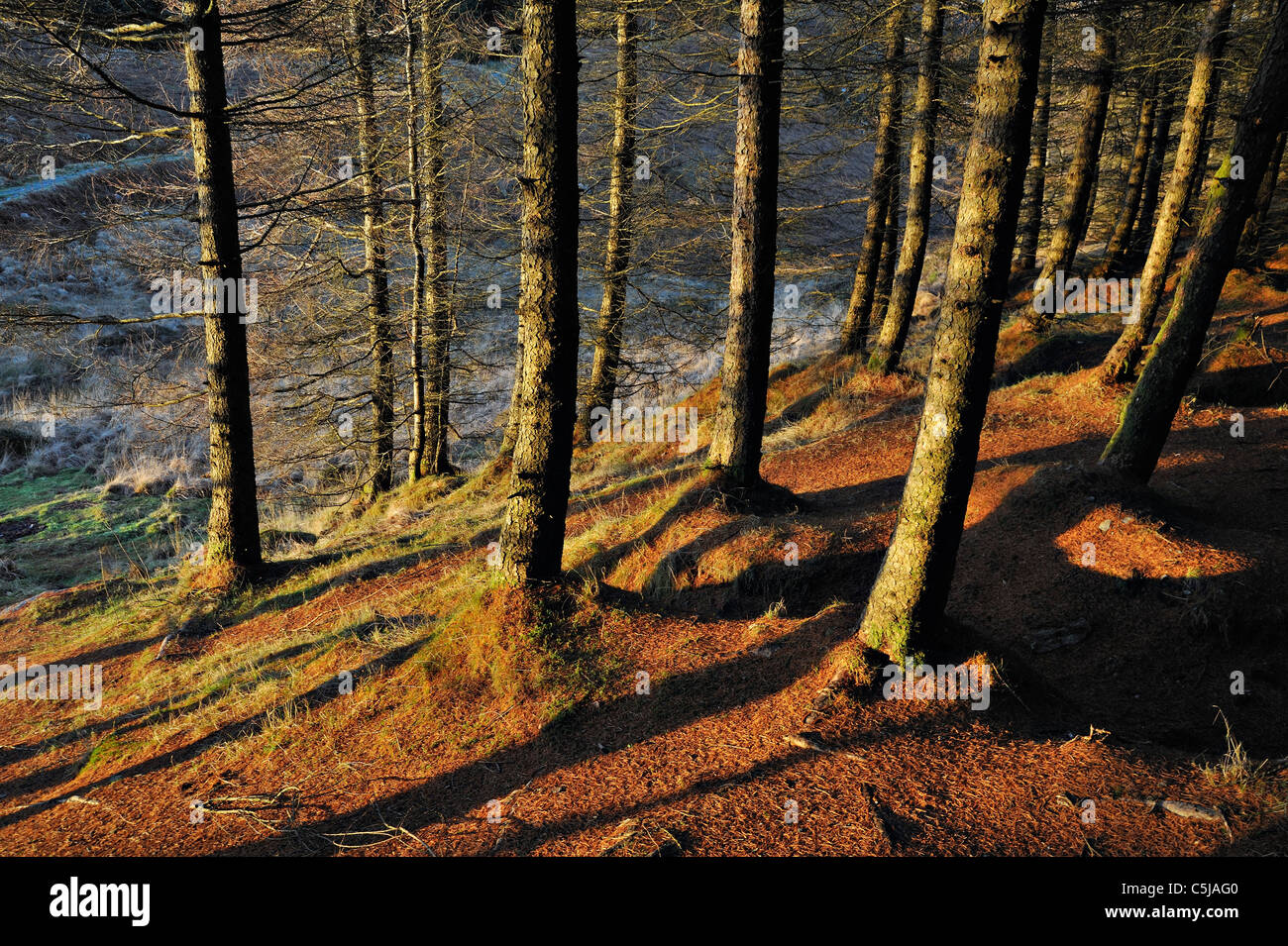Conifer forest near Crianlarich, Scottish Highlands Stock Photo - Alamy