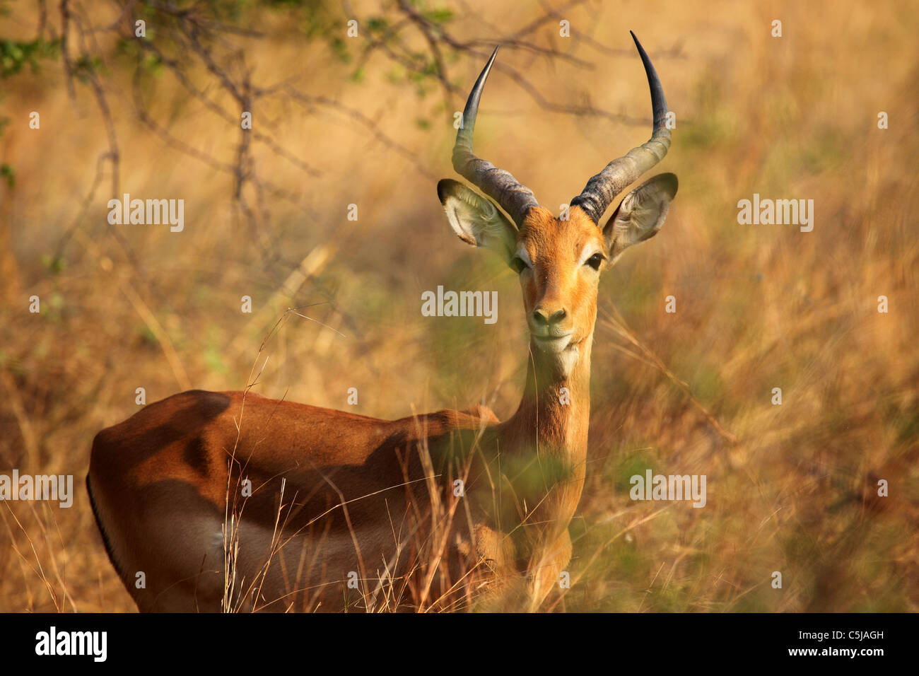 Melampus melampus hi-res stock photography and images - Alamy