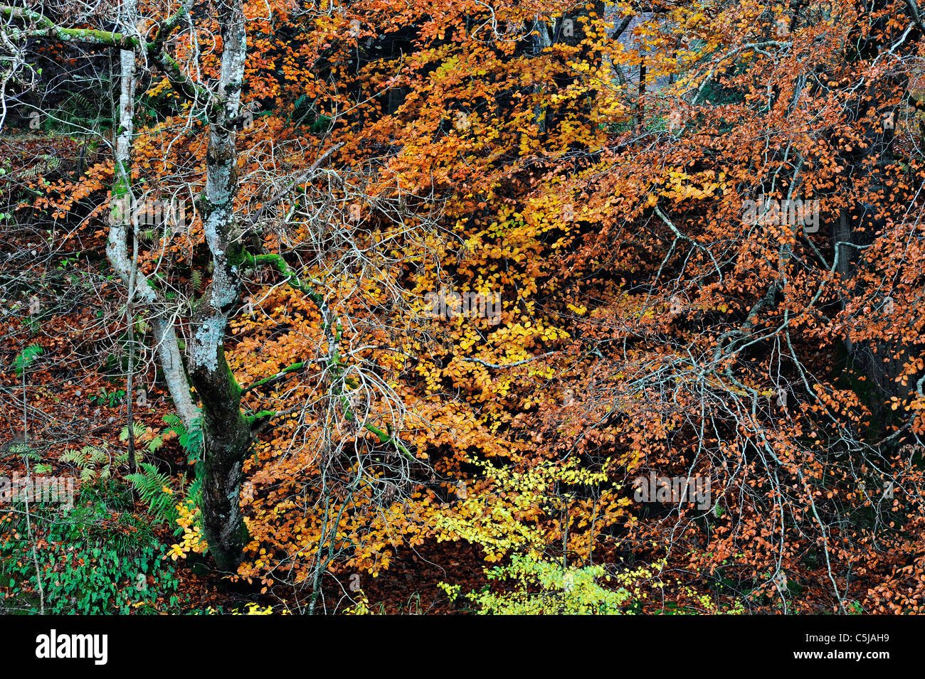 Brilliant autumn colours in beech trees at Killin, Perthshire, Scotland ...