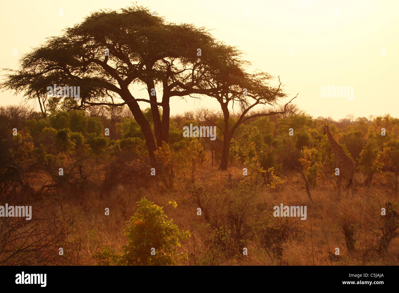 Acacia tree hwange hi-res stock photography and images - Alamy
