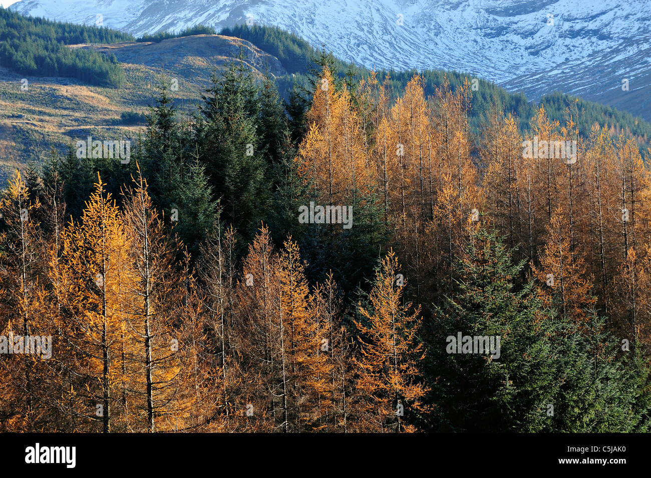 Conifer forest near Crianlarich, Scottish Highlands Stock Photo - Alamy