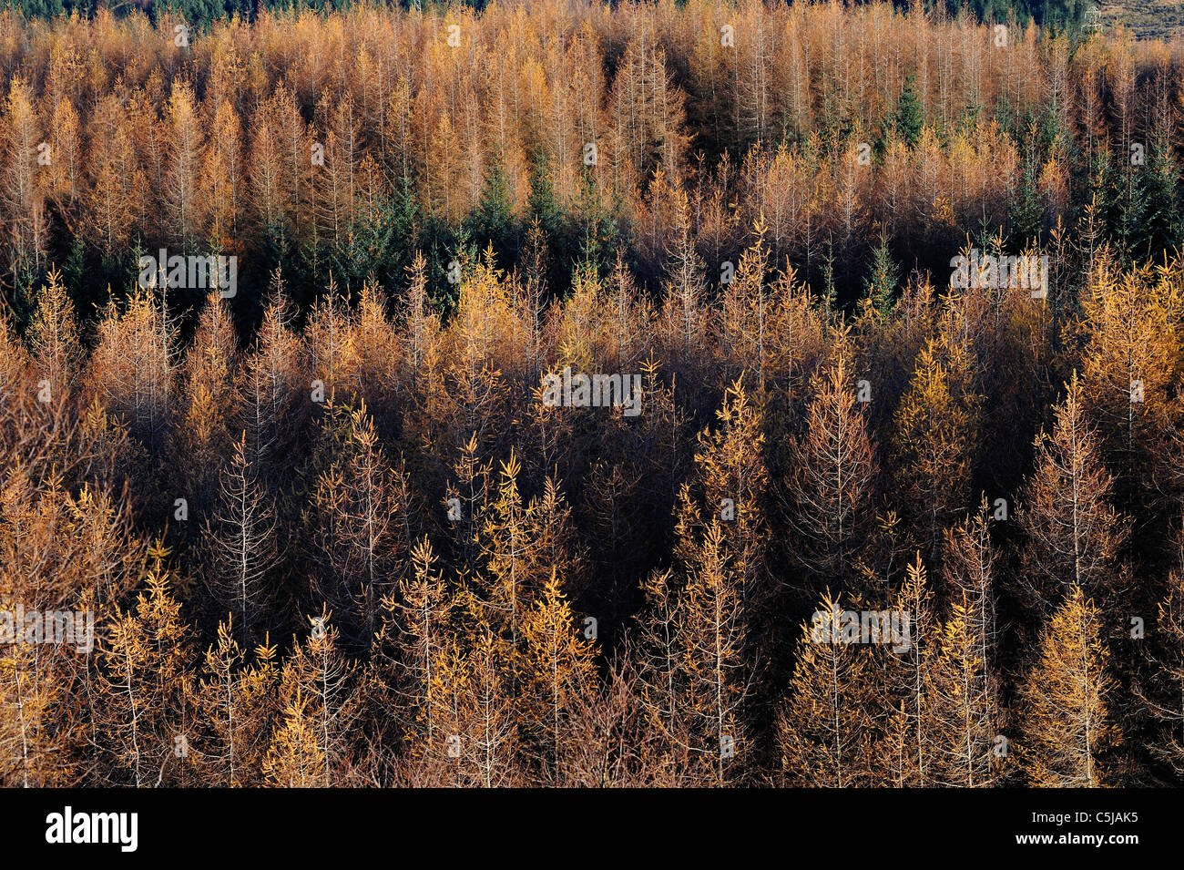 Scottish rambling hi-res stock photography and images - Alamy