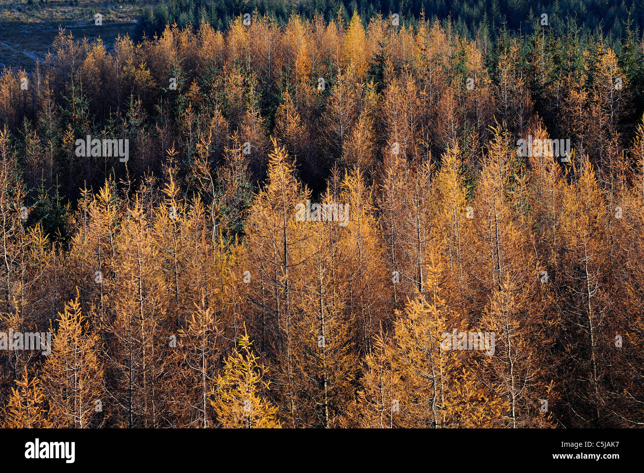Conifer forest near Crianlarich, Scottish Highlands Stock Photo - Alamy