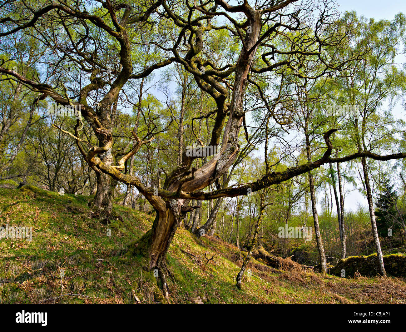Decaying tree leaves hi-res stock photography and images - Alamy