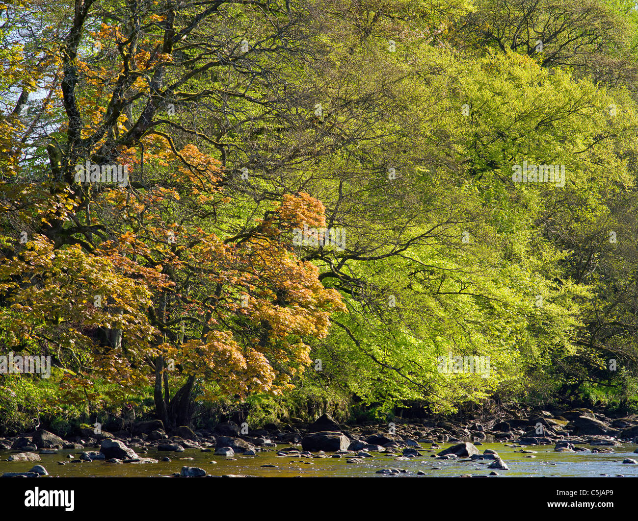Woods in fresh spring greenery along the River Dochart at Killin ...