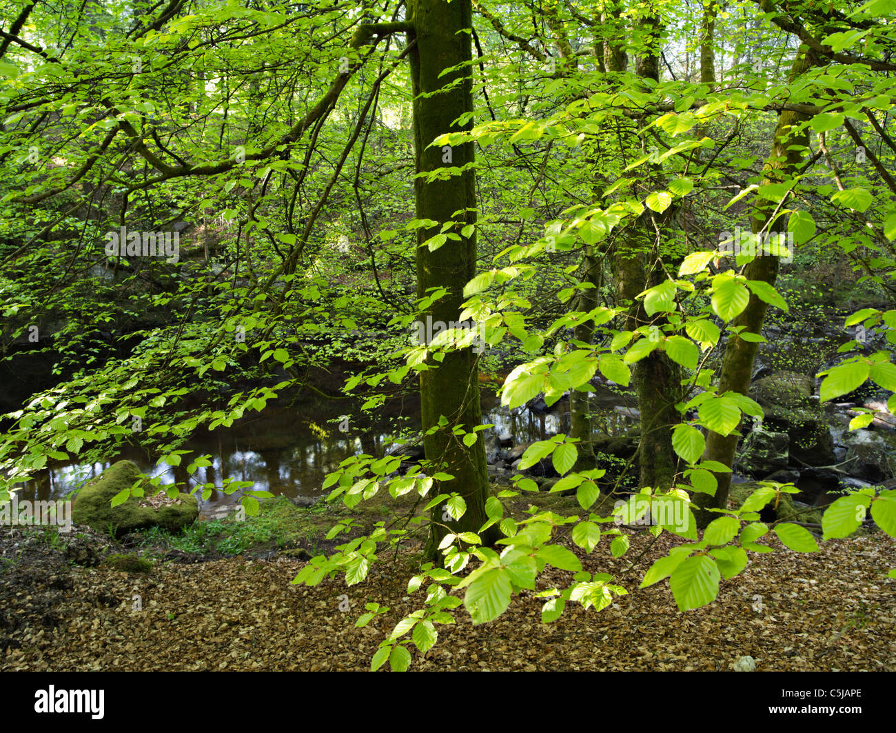 Woods in fresh spring greenery along the River Dochart at Killin ...