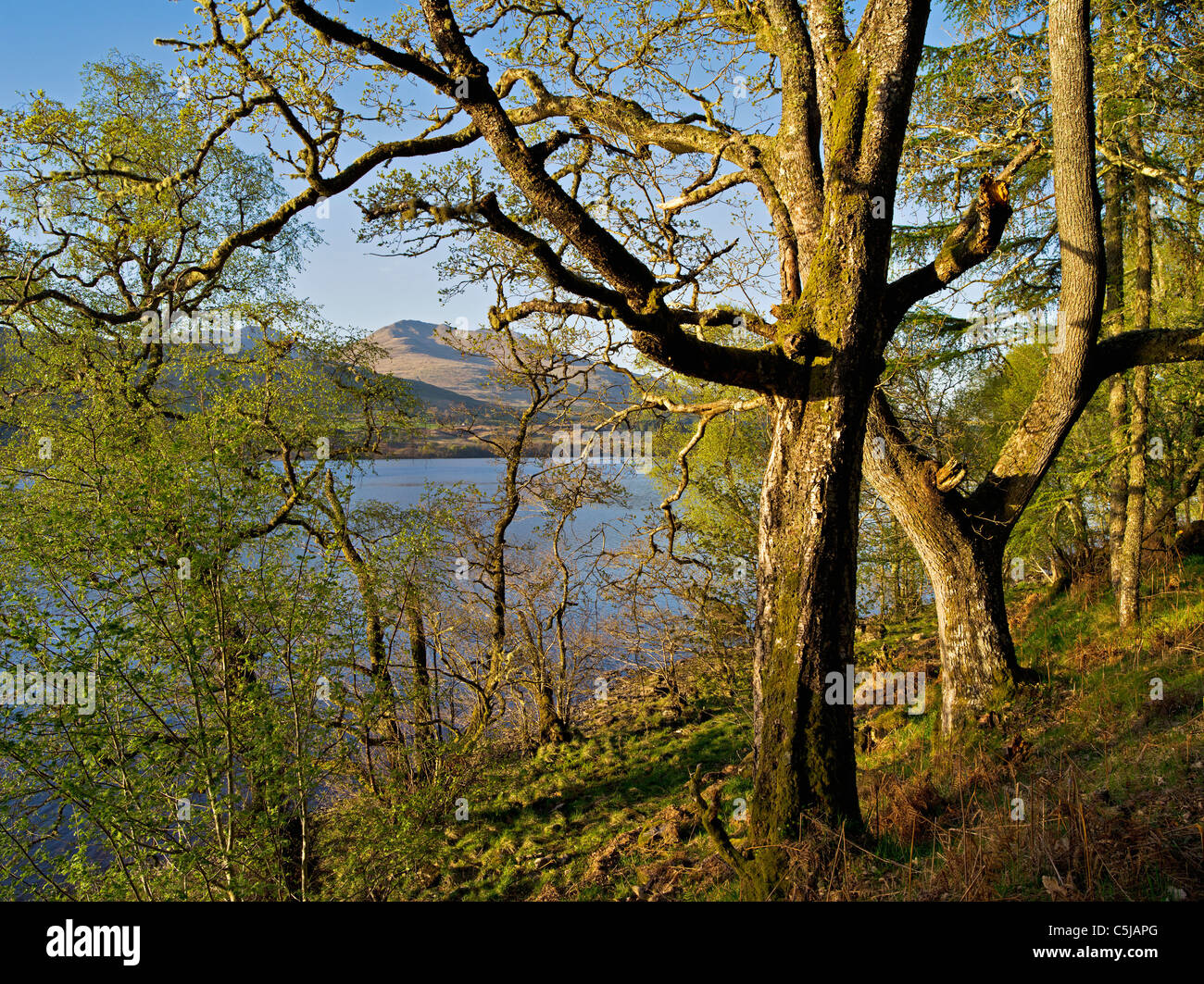 Woods in fresh spring greenery along the banks of Loch Tay near Killin ...