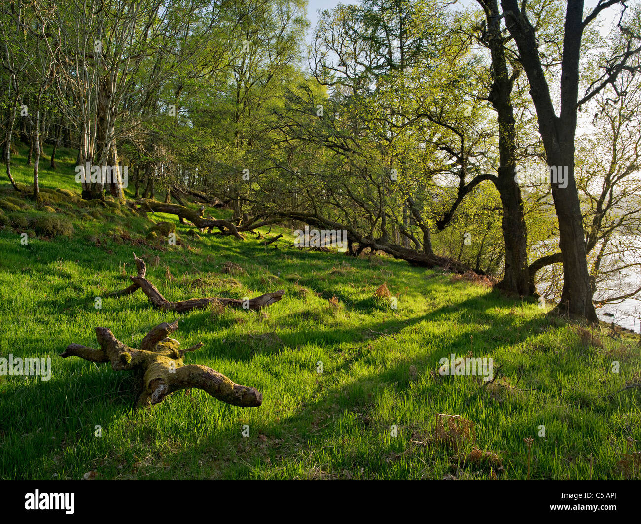 Woods in fresh spring greenery along the banks of Loch Tay near Killin ...