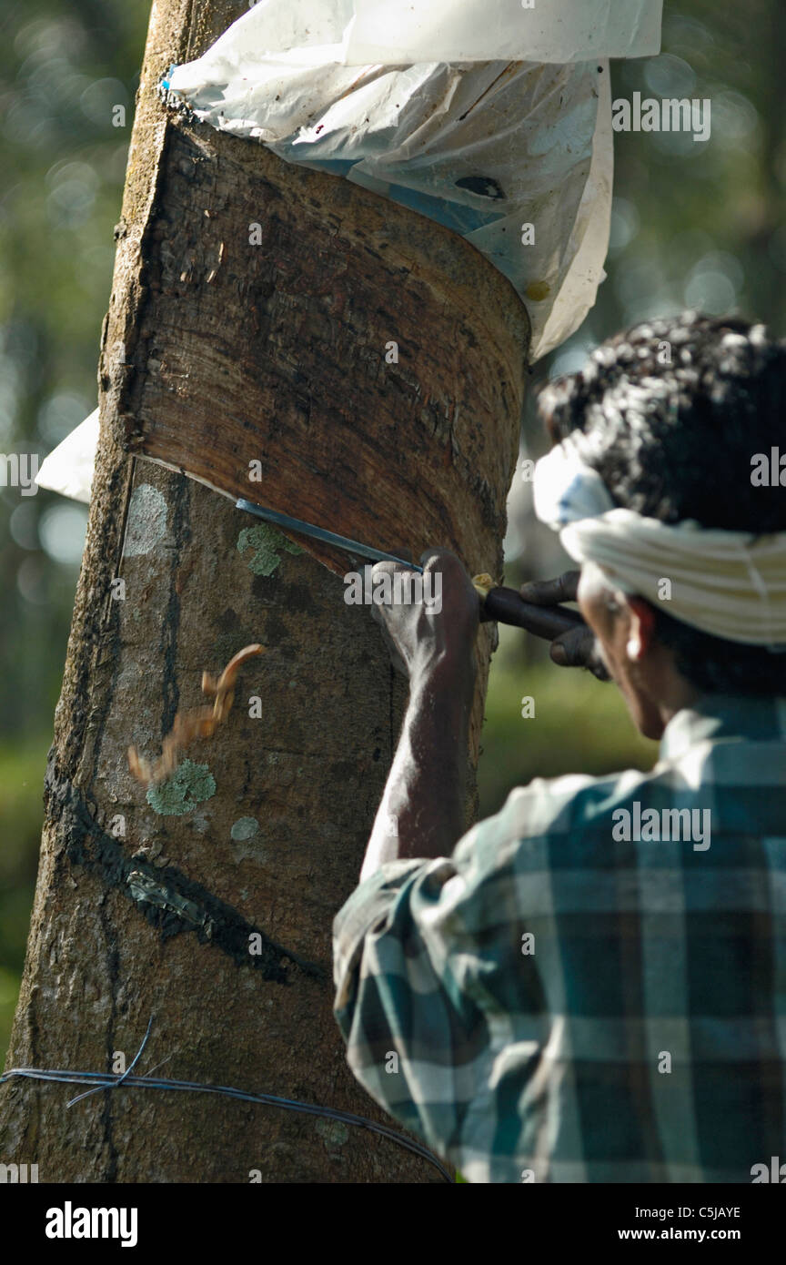 Indian man working on a gum-tree plantation between Kottayam and ...