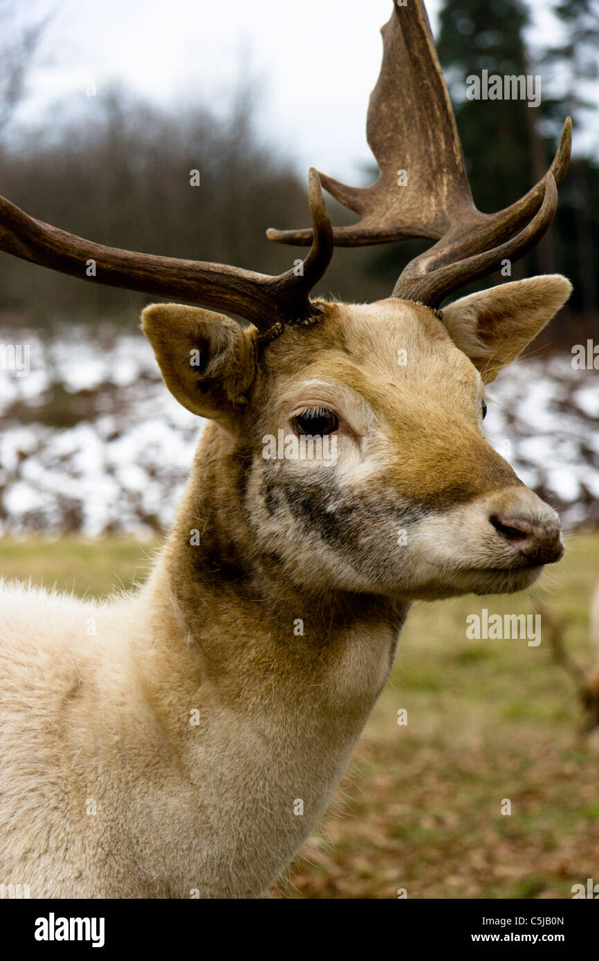 Japanese sika hi-res stock photography and images - Alamy