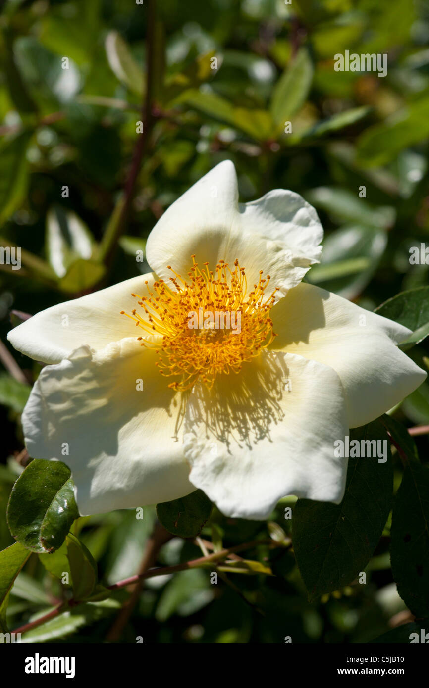 England dog rose hi-res stock photography and images - Alamy