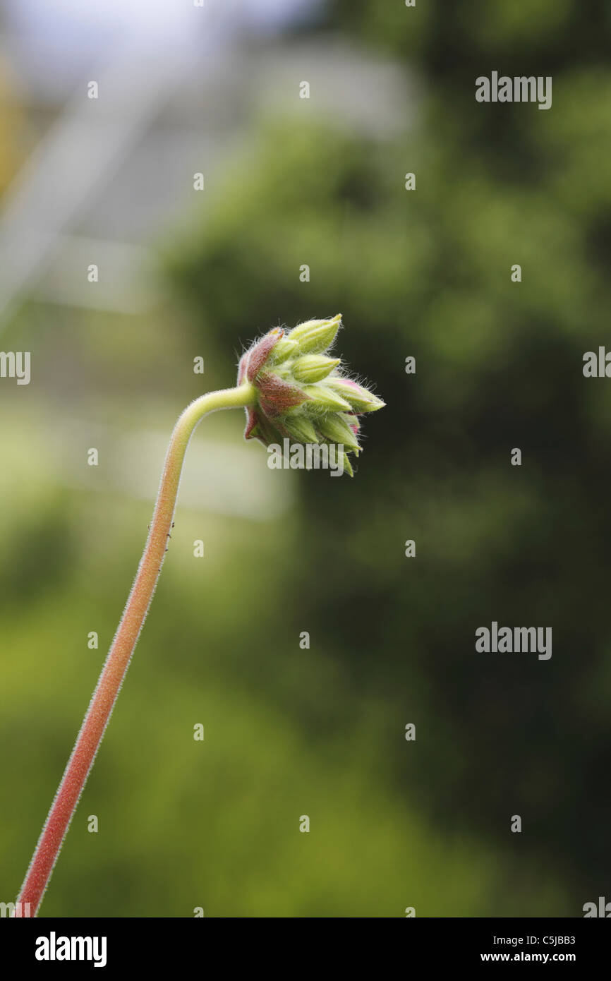 Single stem flower hi-res stock photography and images - Alamy