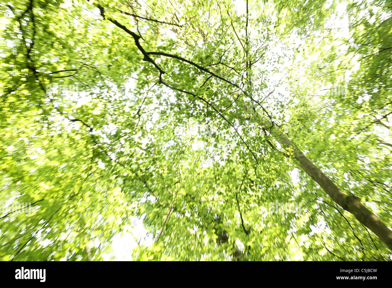 Dappled sunlight shinning through the English Countryside Stock Photo ...