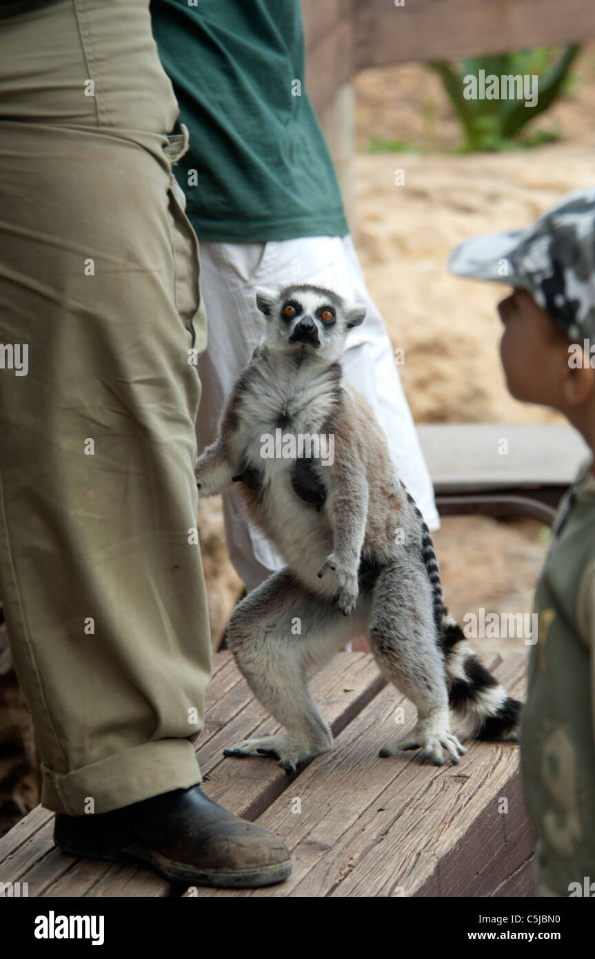 Female Ring tailed Lemur Catta of the Jerusalem Biblical Zoo Standing ...