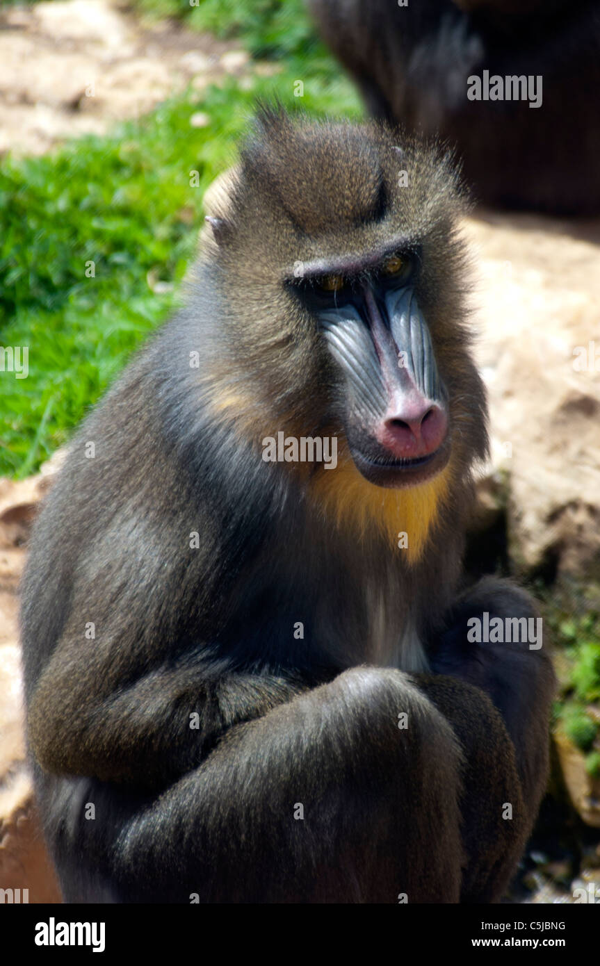 Mandrill sitting mandrillus sphinx hi-res stock photography and images ...