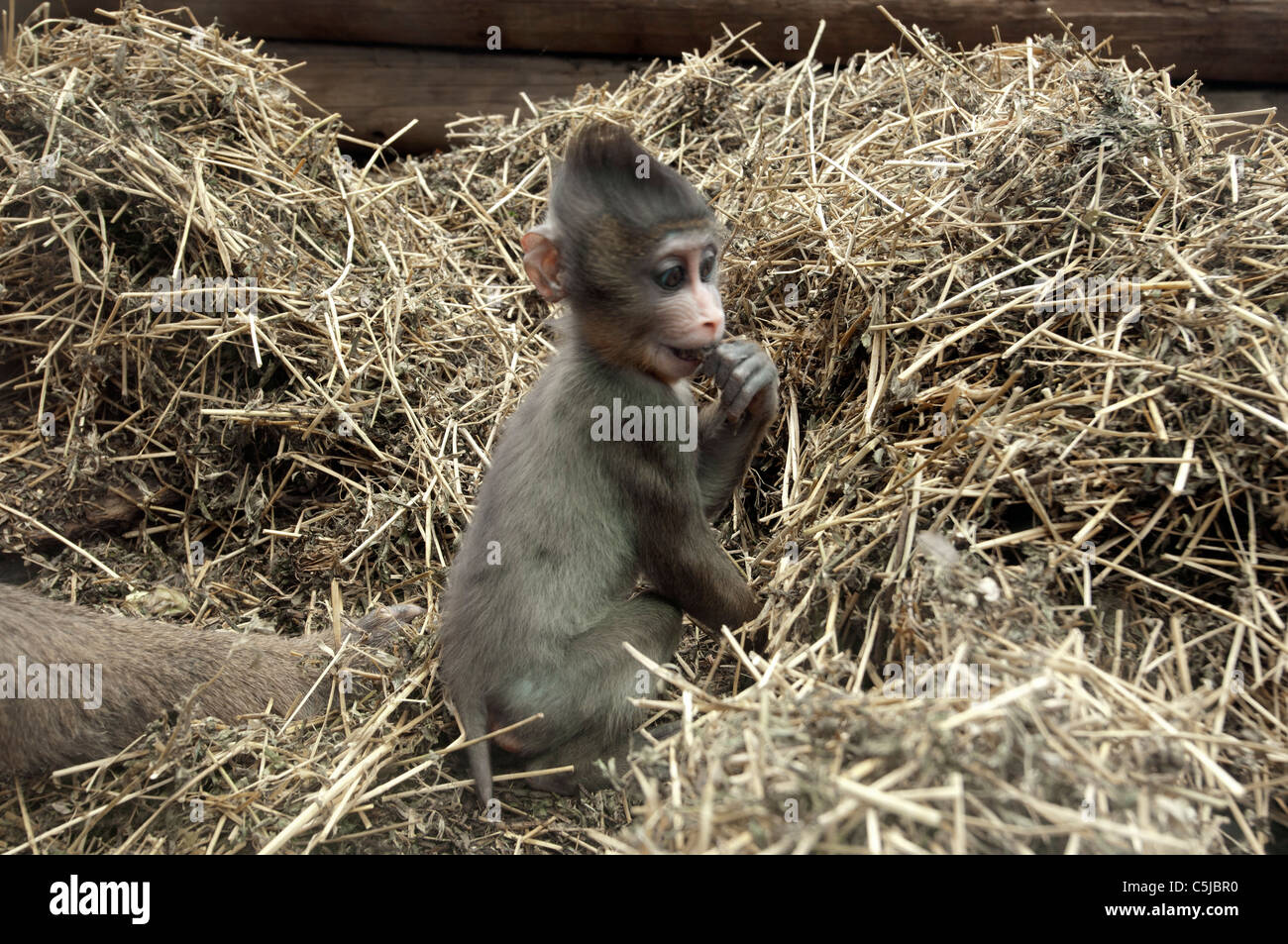 A Solitary Baby Mandrill Enjoys Playful Time in the Jerusalem Biblical ...