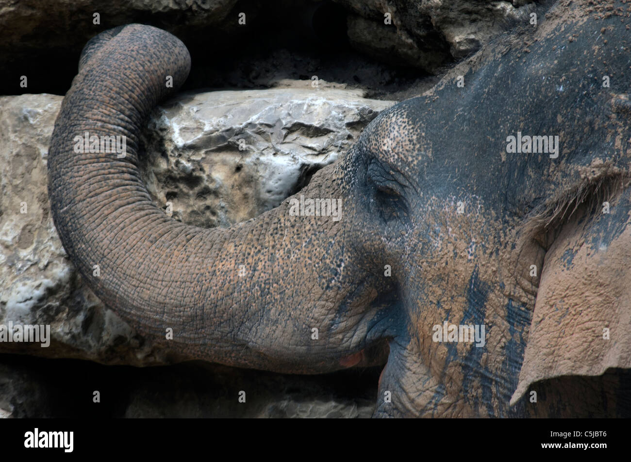 Asian Elephants of the Jerusalem Biblical Zoo Israel Stock Photo - Alamy