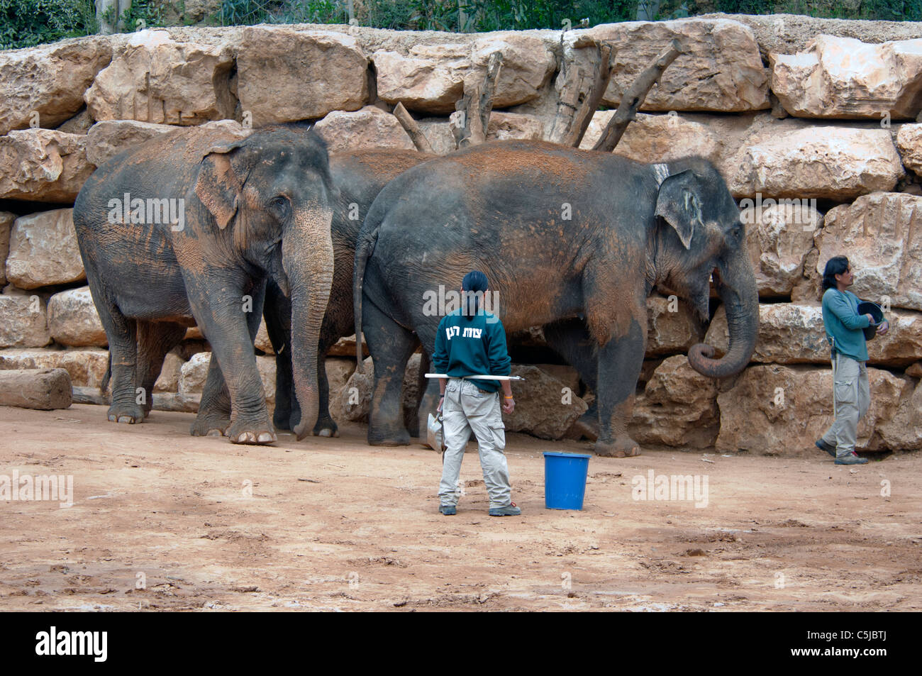 Asian Elephants of the Jerusalem Biblical Zoo Israel Stock Photo - Alamy
