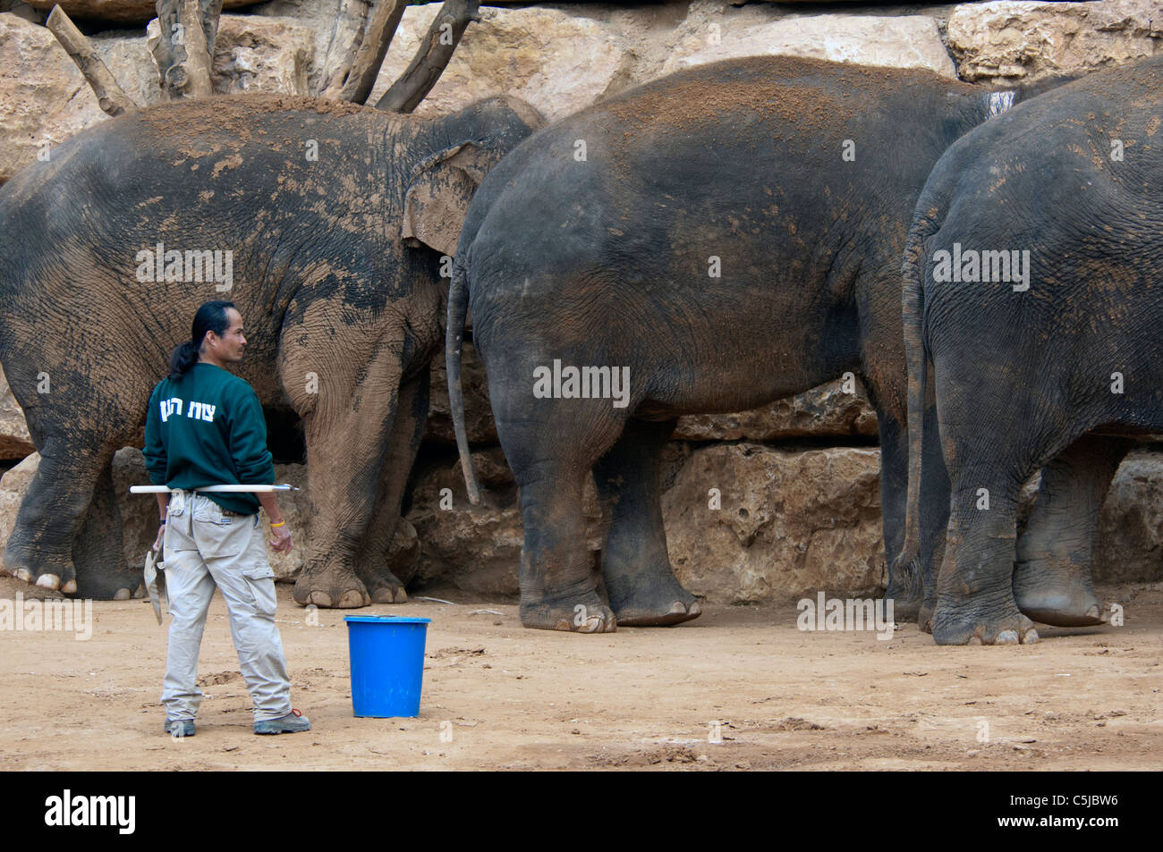 Asian Elephants of the Jerusalem Biblical Zoo Israel Stock Photo - Alamy