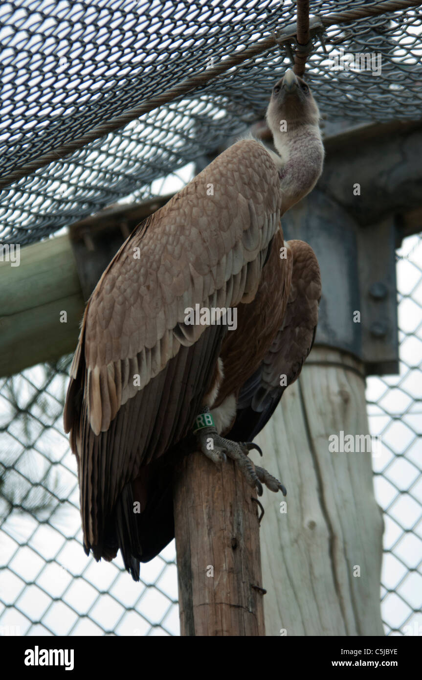 Griffon Vulture Perched High on a Pole at the Birds of Prey Enclosure ...