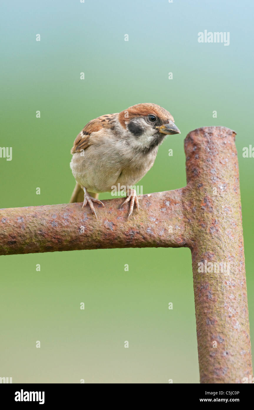 Juvenile tree sparrow hi-res stock photography and images - Alamy