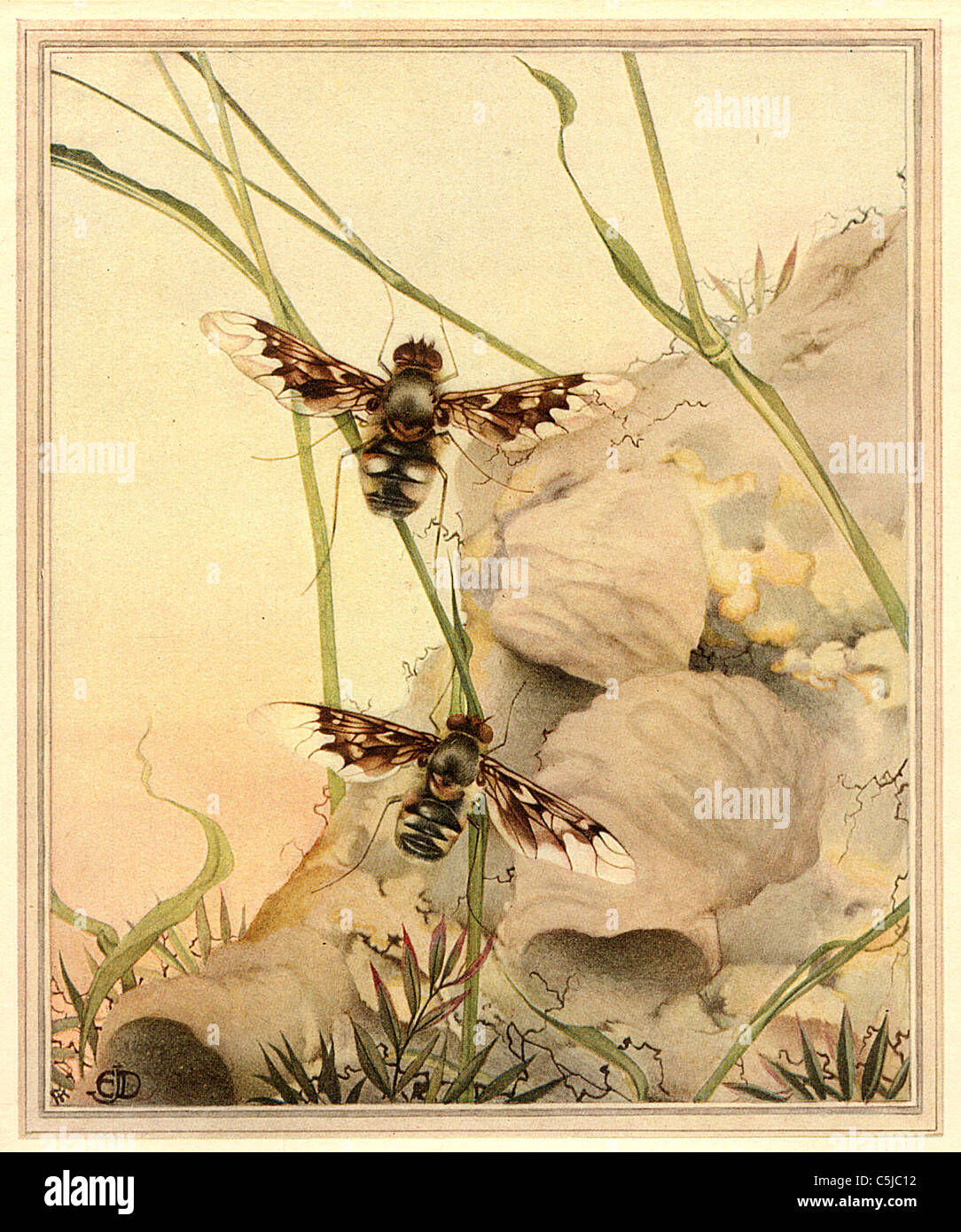THE ANTHRAX FLY - Antiquarian Insect Illustration Stock Photo - Alamy