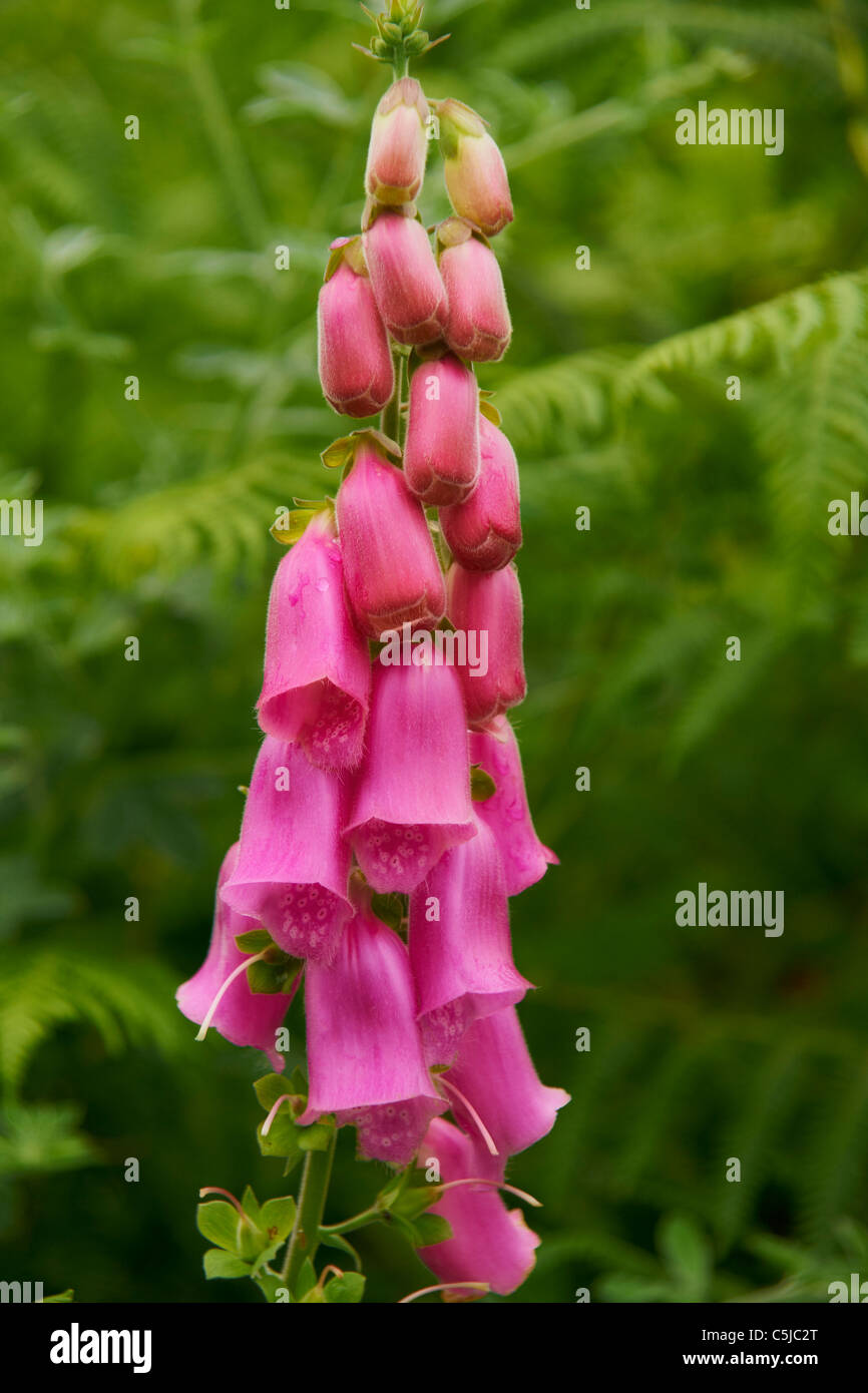 dedalera Digitalis purpurea flower,Los Alcornocales Andalusia Stock ...