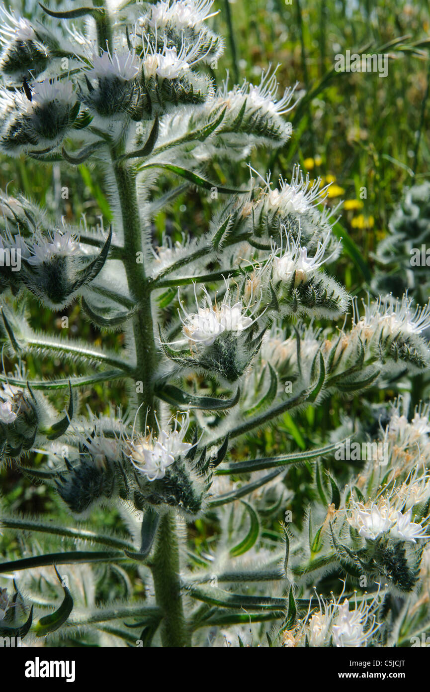 Flower of sicily hi-res stock photography and images - Alamy
